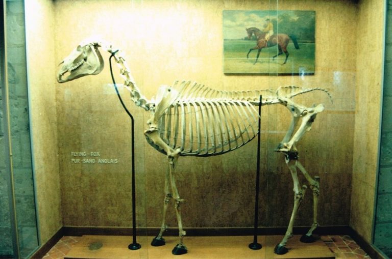 Flying Fox skeleton – Flying Fox Association